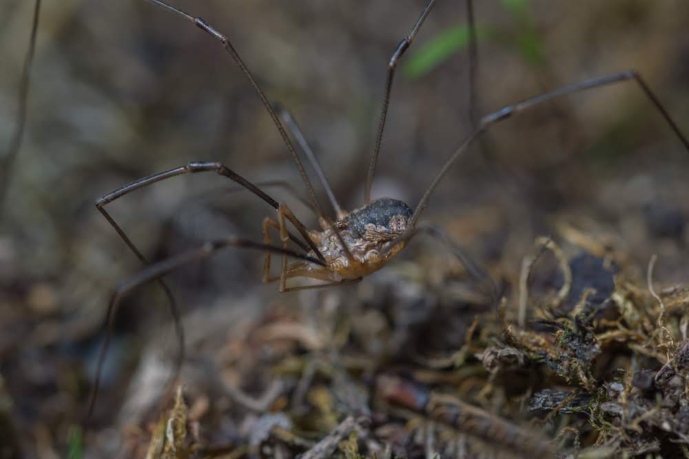 Rhein Pfalz Naturfotografie - Thomas Hauth: Fotogardening VII (Weberknecht)