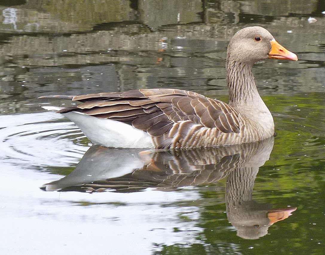 Birding For Pleasure: Greylag Goose