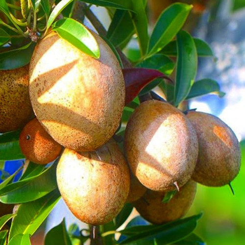 Guide to Grow Sapote From Seed - Kilimo Hai