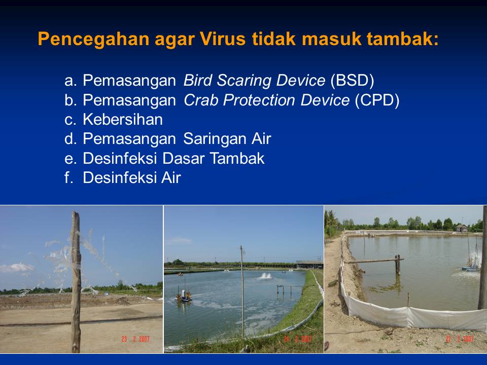 AzizBLOG: DISEMINASI TEKNOLOGI: BUDIDAYA UDANG PISANG (PENAEUS Sp ...