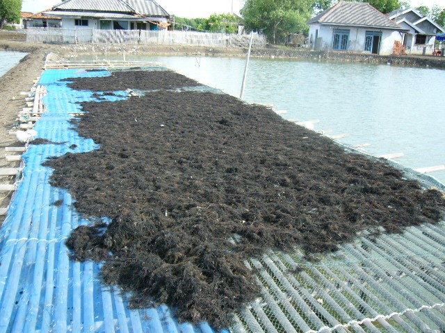 Wicara Mina: BUDIDAYA DAN PENGOLAHAN RUMPUT LAUT