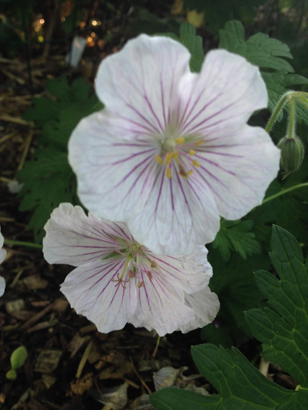 Blomstertøsens Have: Hvid som sne
