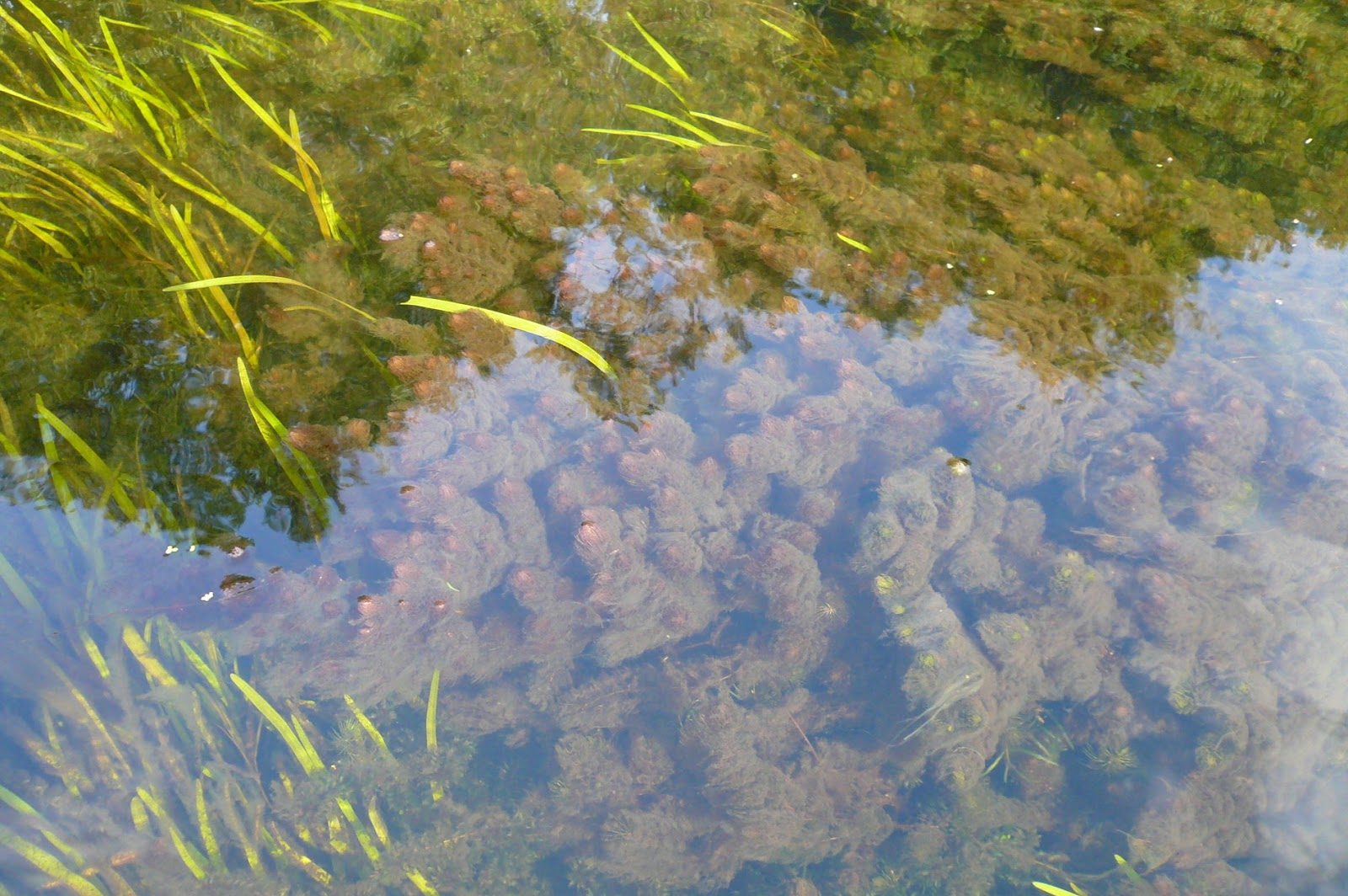 Rogatek Sztywny - Ceratophyllum demersum L.