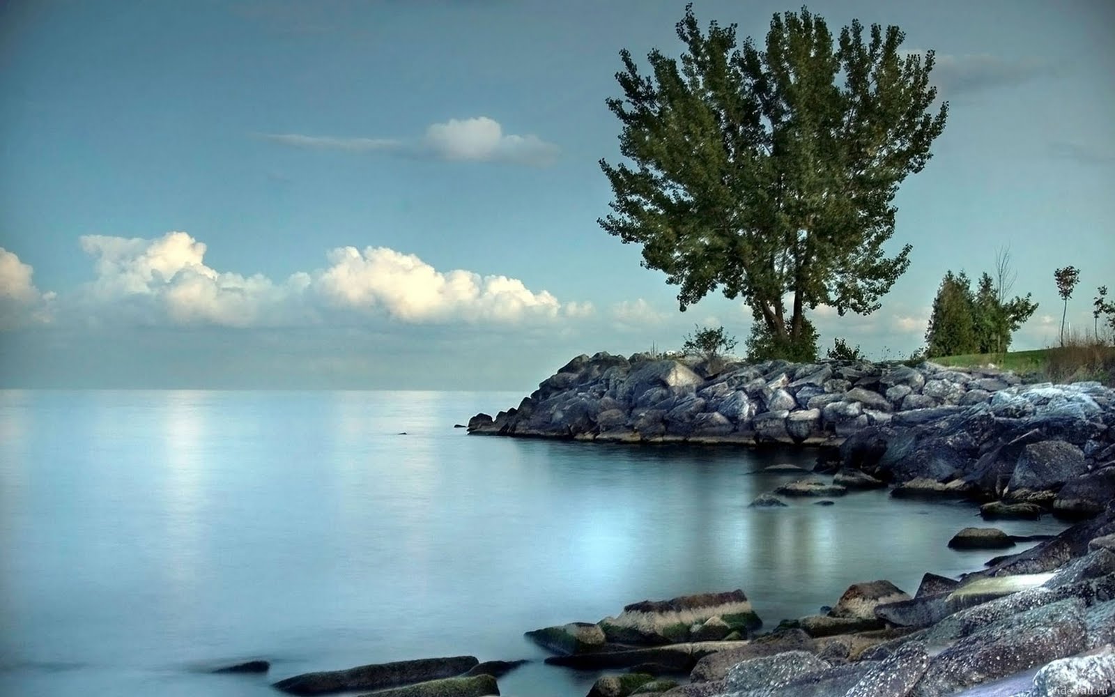 Imagem de Fundo - Árvore à beira mar | Imagens de Fundo