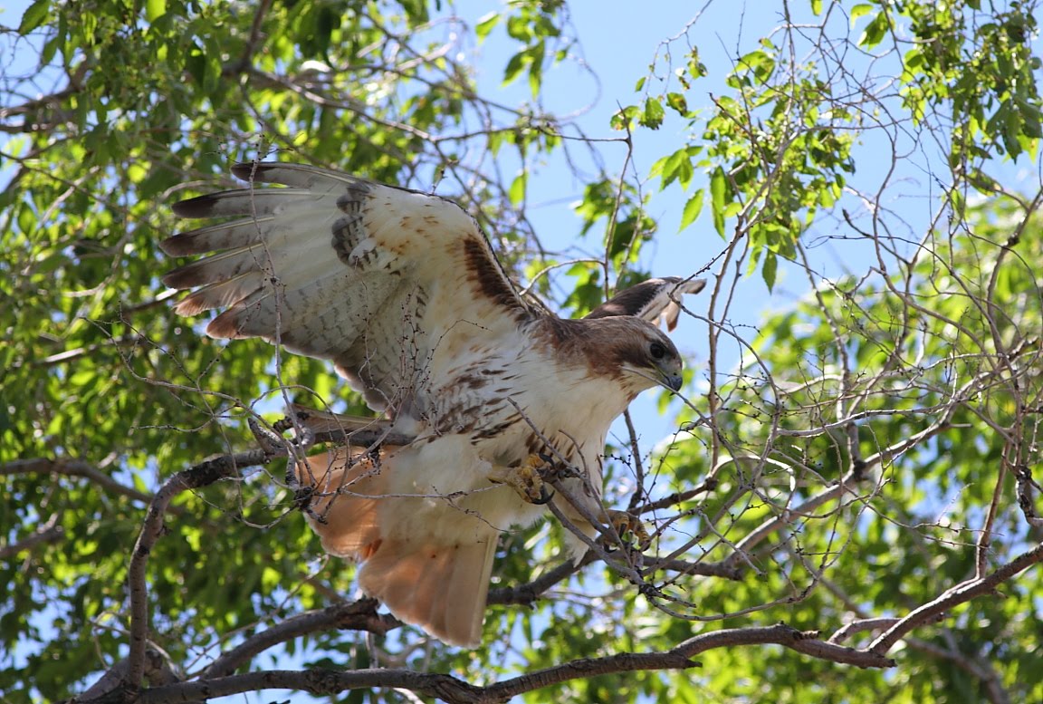 Red-Tailed Hawks of Wexford: Photos of the female red-tailed hawk on ...