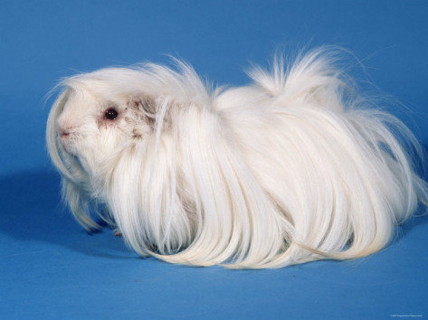 Welcome To ThePiggiepigpalace: Peruvian guinea pig