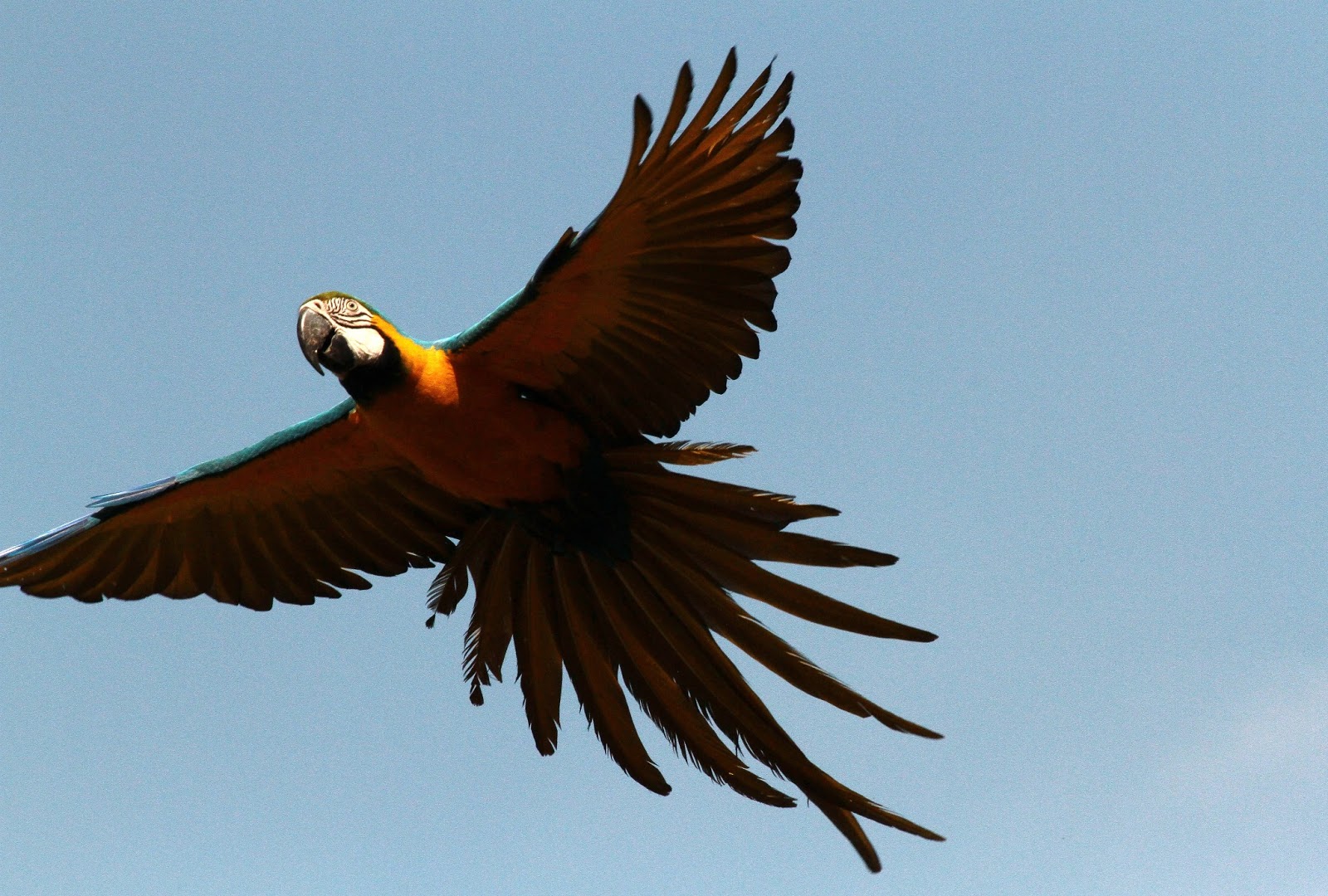 Nuestro bello mundo...: Guacamayos en vuelo, Fotos tomadas en el Parque ...