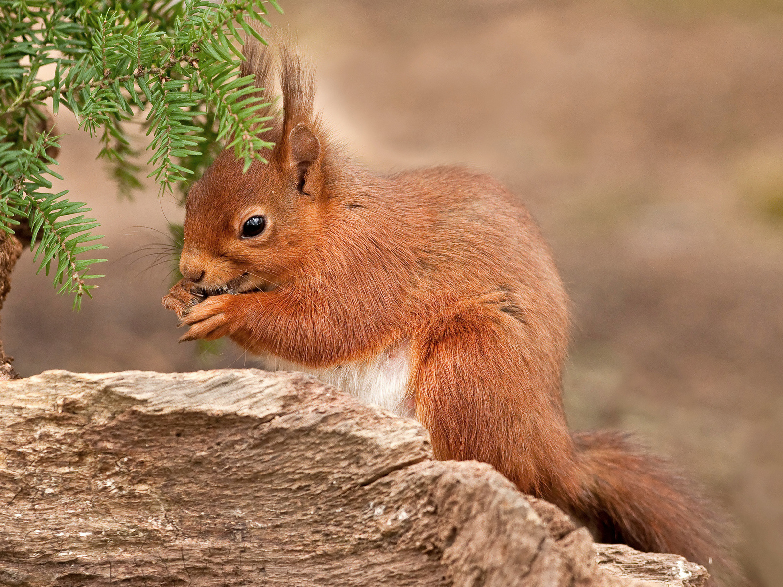 Fotos de ardillas comiendo en bosques