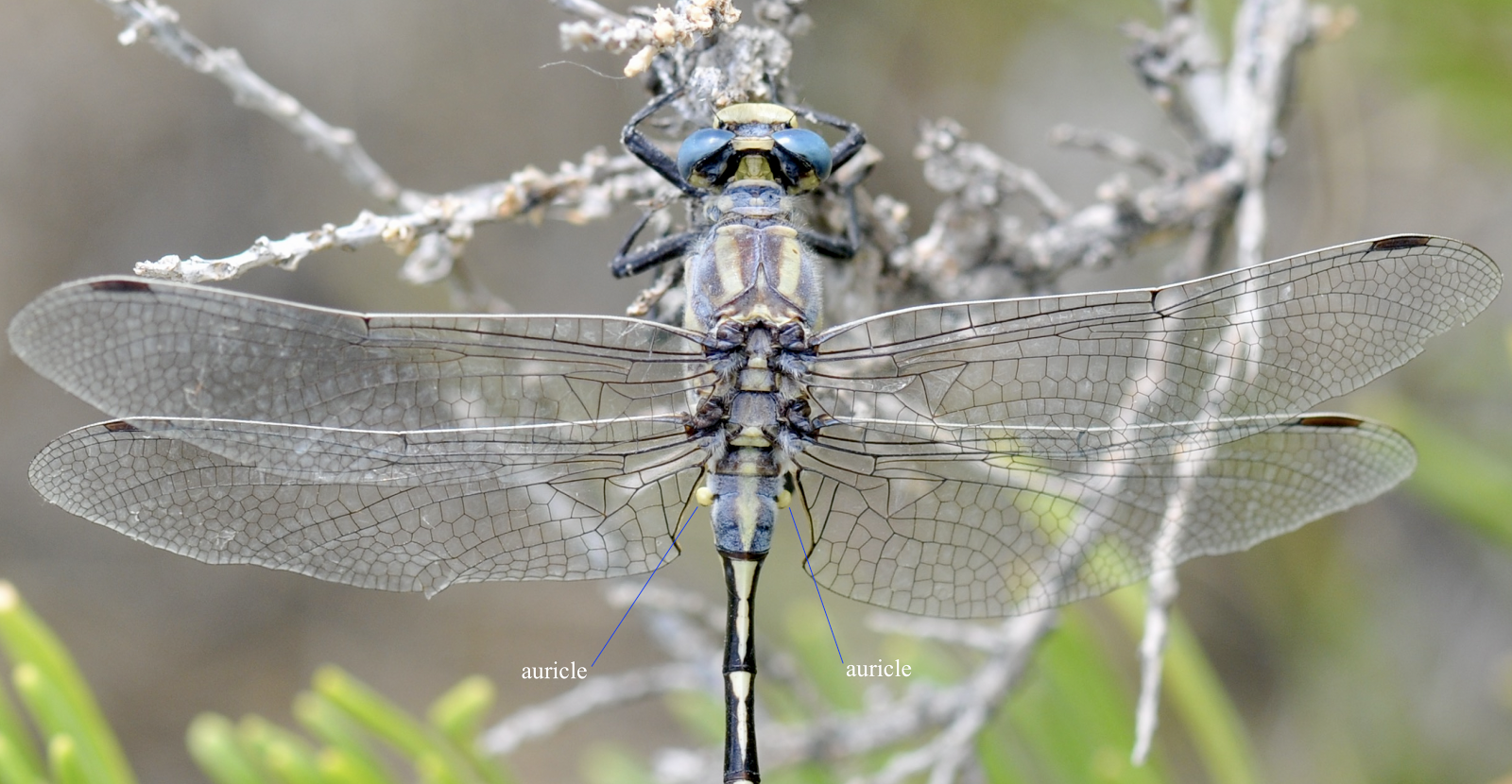 The Dragonfly Whisperer: Auricles—Mystery Structure