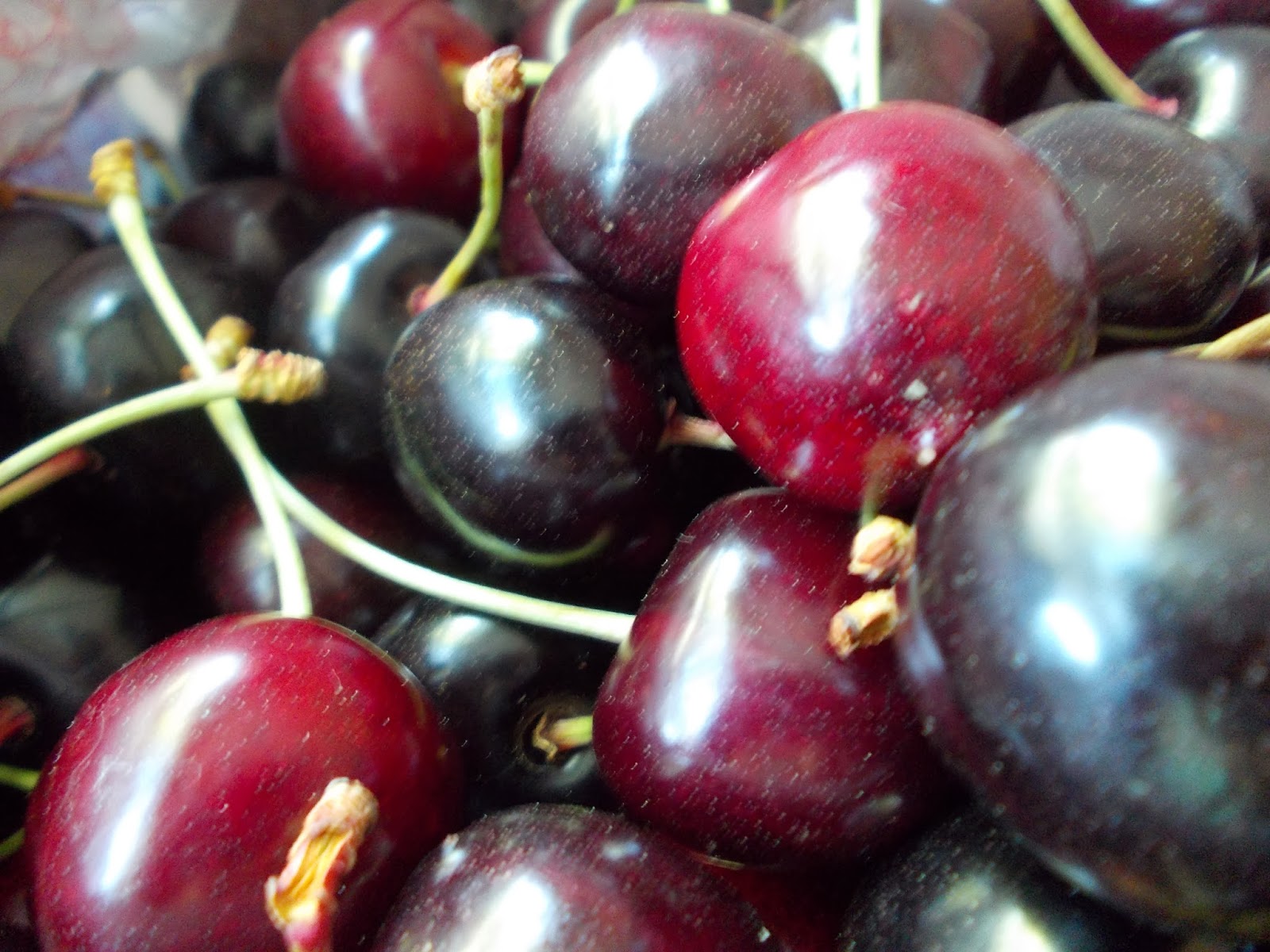 La PICOTA DEL JERTE con Denominación de Origen UN PRODUCTO CON FUTUTRO