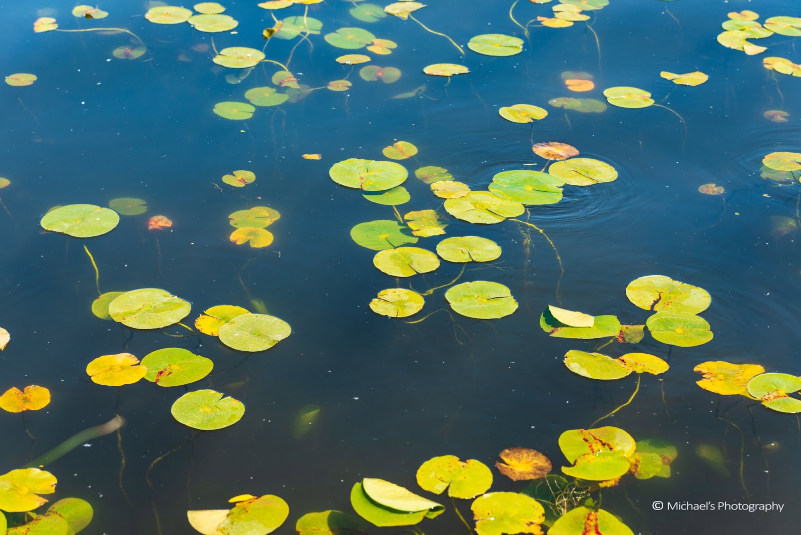 Beauty of Northwest Wilderness: Marsh Island, Seattle