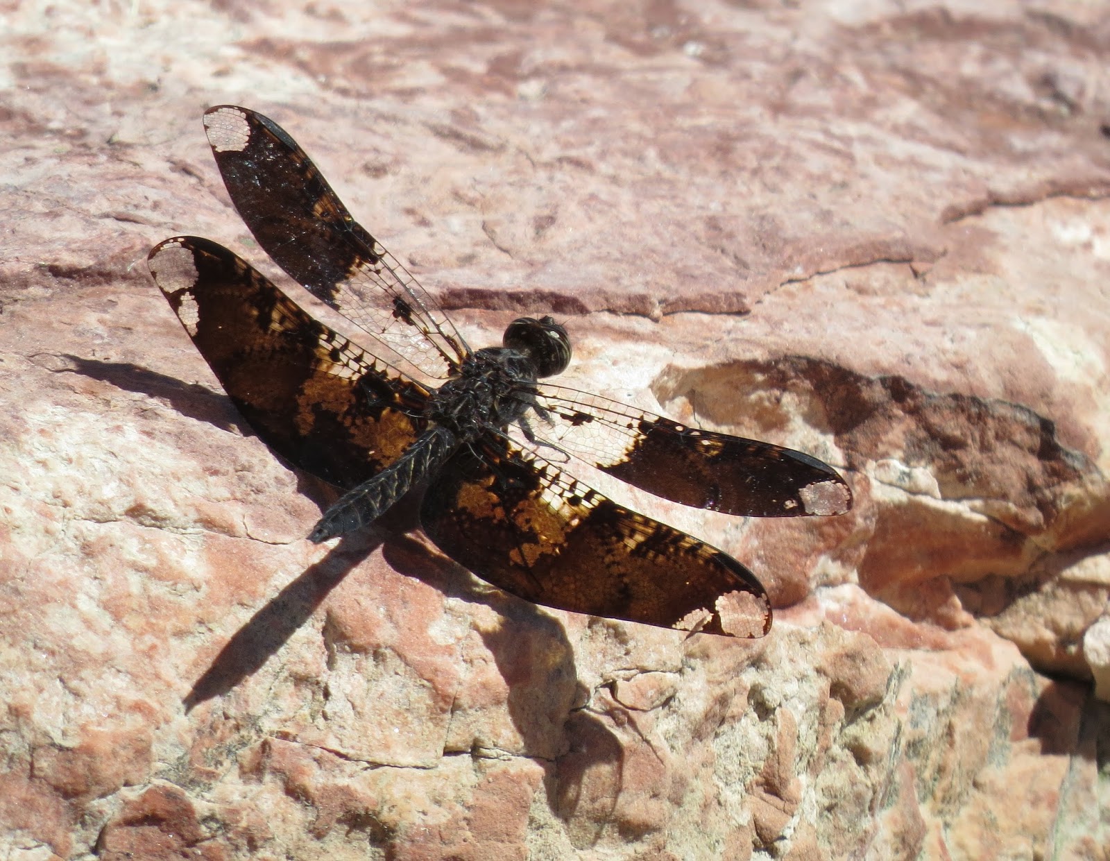 Bug Eric: Filigree Skimmers Are Back