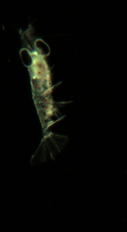 Charismatic Microfauna: The Video Plankton Recorder