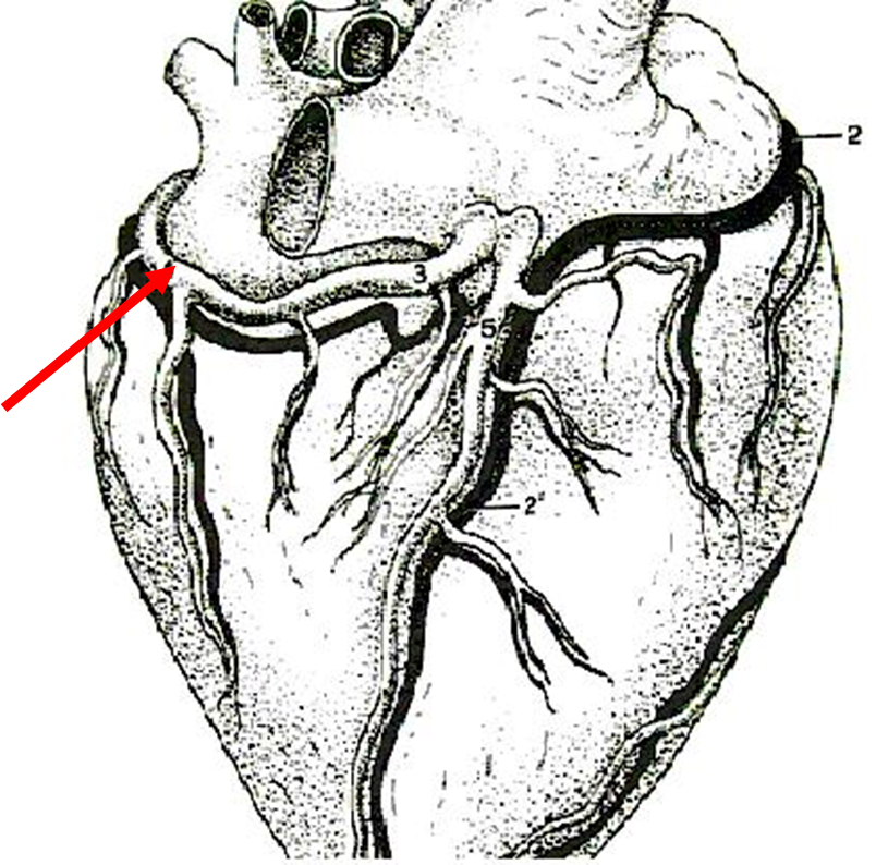 AnatoVet: SISTEMA CIRCULATÓRIO - CIRCULAÇÃO VENOSA