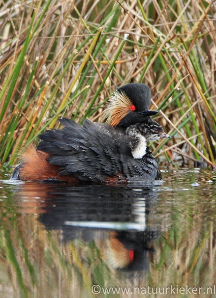 Geoorde fuut met jong