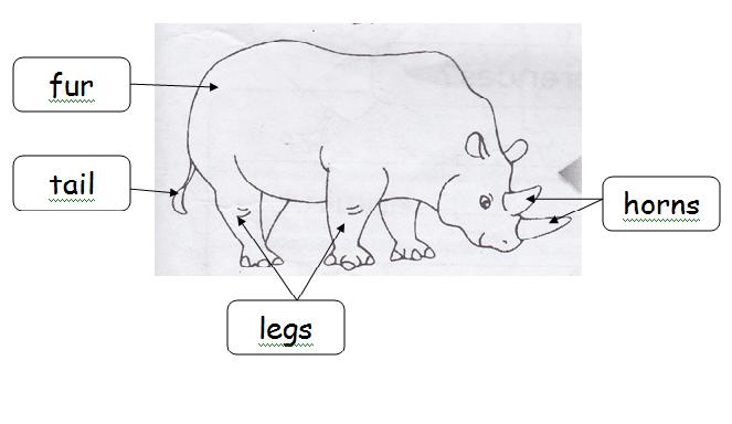 SWEELEE'S LAND: 1. EXTERNAL FEATURES OF ANIMALS