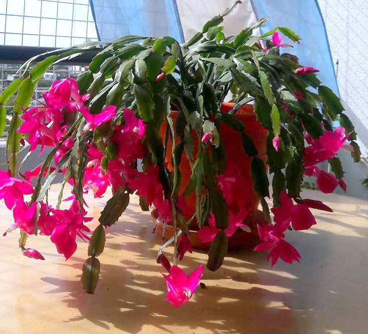 tutuna mituna: junio 2017