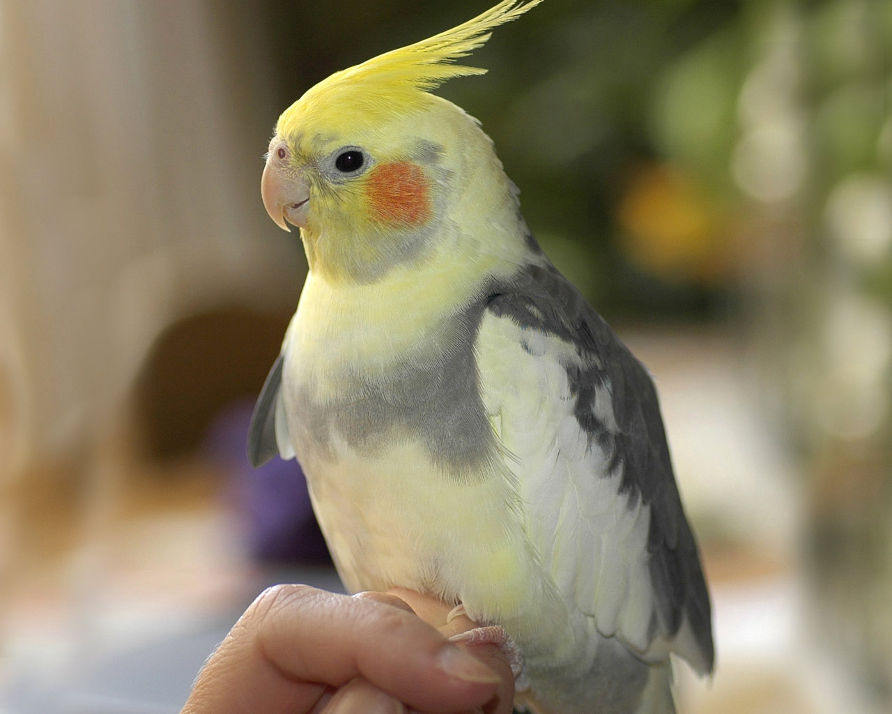 THE HAIR STYLE ON 2012: PARROT