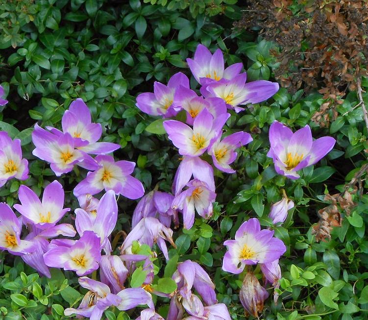 My Virtual Garden: October Flowers in Chicago