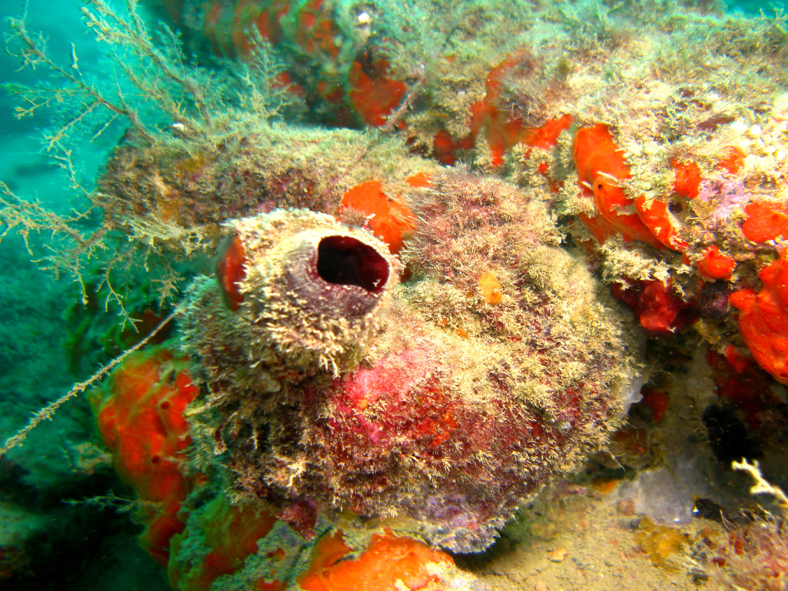 Necton e Plancton: Tunicati: Limone di Mare