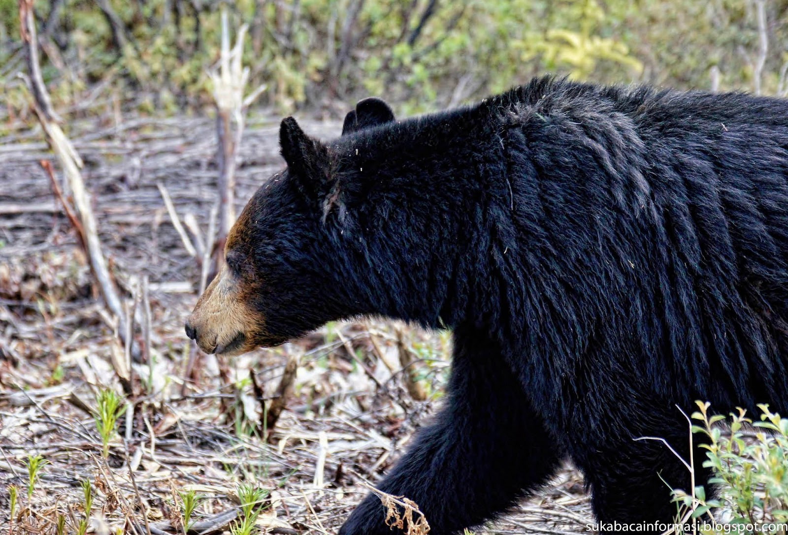 Koleksi Foto Beruang Hitam