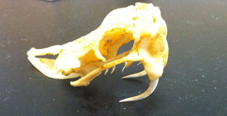 Biology of the Reptilia: Lab 6 - Serpentes (Serna and Thompson)