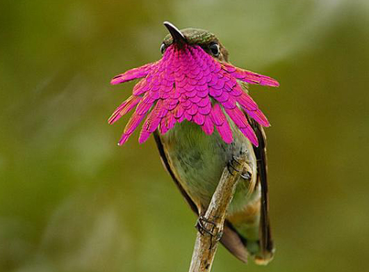 COLIBRIES: LISTADO FOTOGRÁFICO (los más emblemáticos en América)Fuente ...