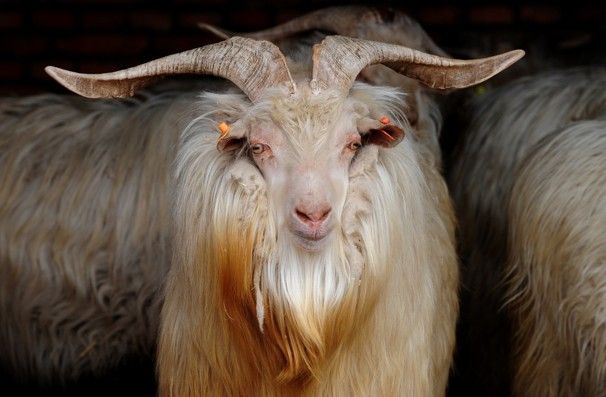 بزنی مەرەز Kurdish mohair goat - کشتوکاڵ