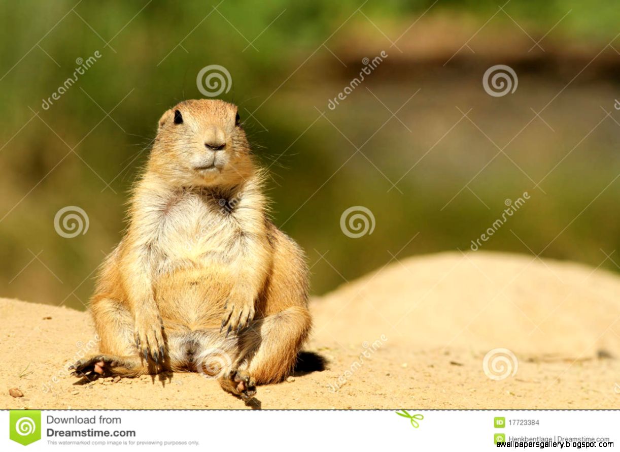 Cute Baby Prairie Dogs | Wallpapers Gallery