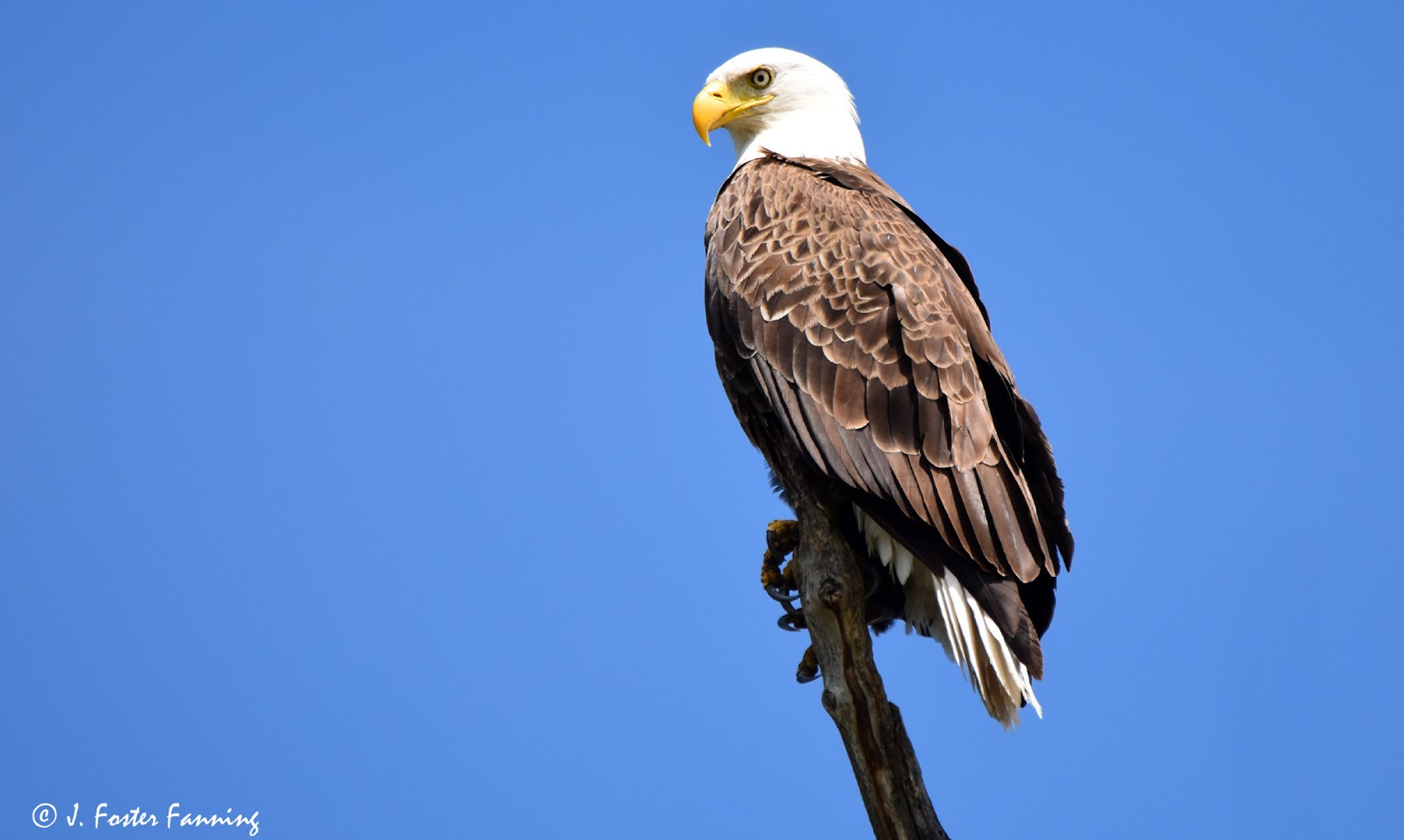 Ferry County, Washington State, U.S.A.: Bald Eagles of Ferry County
