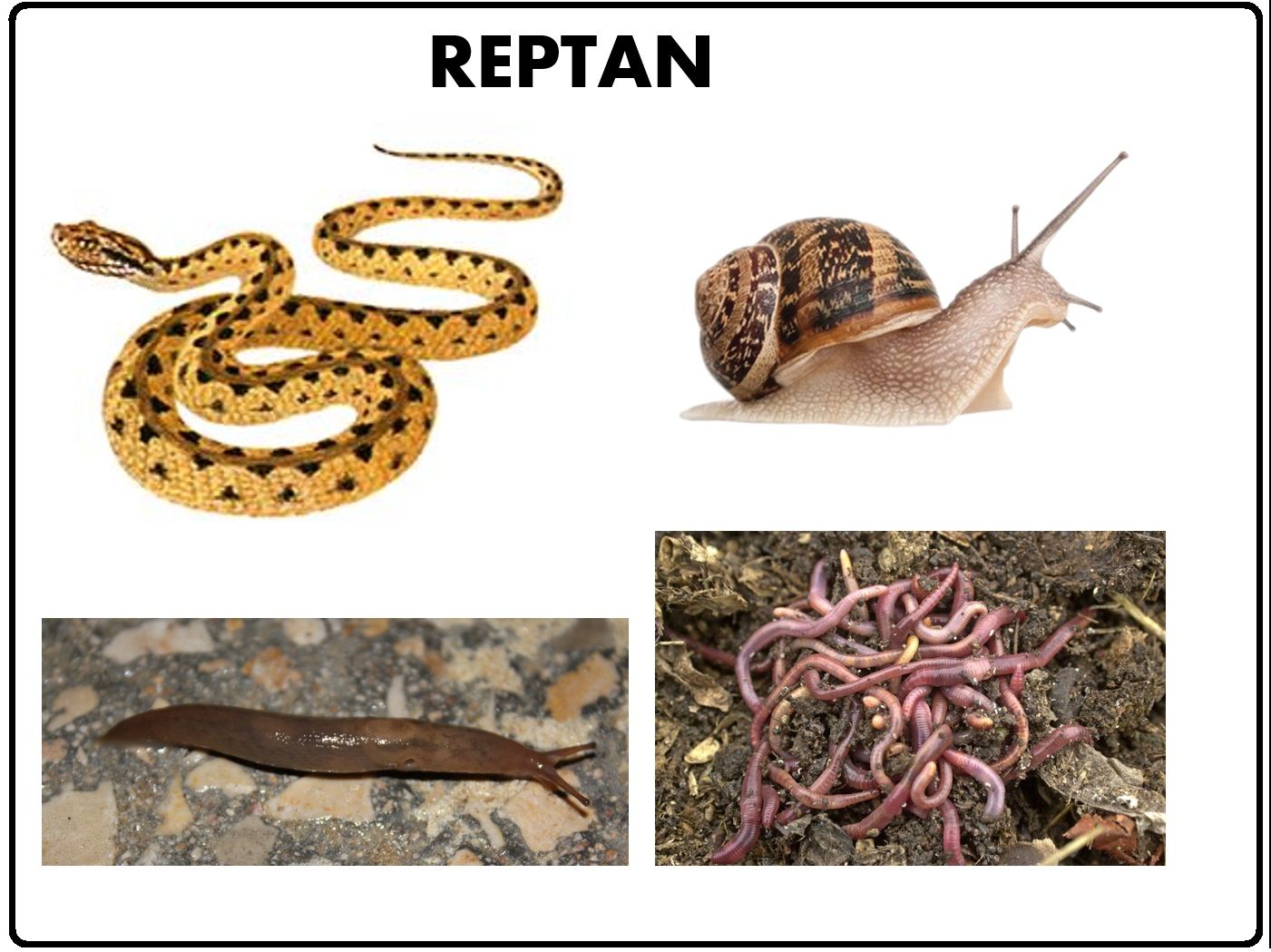 LOS ANIMALES EN ACCION: el desplazamiento de los animales