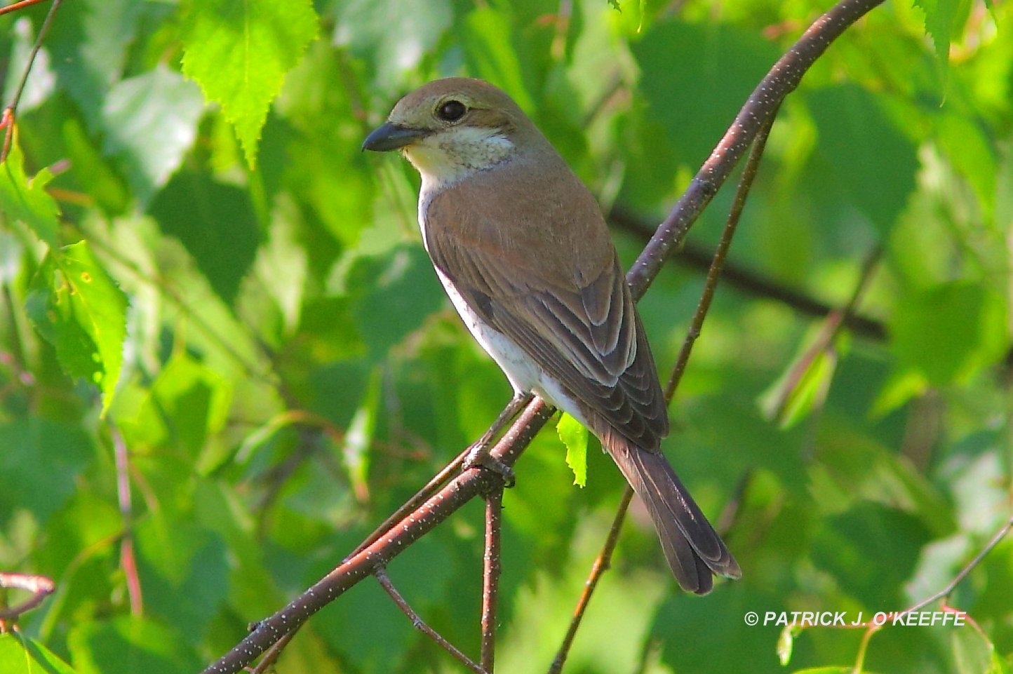 Raw Birds: Bialowieza Forest