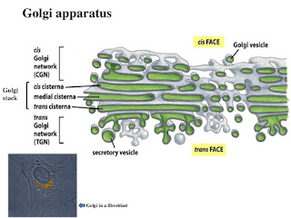 GOLGI