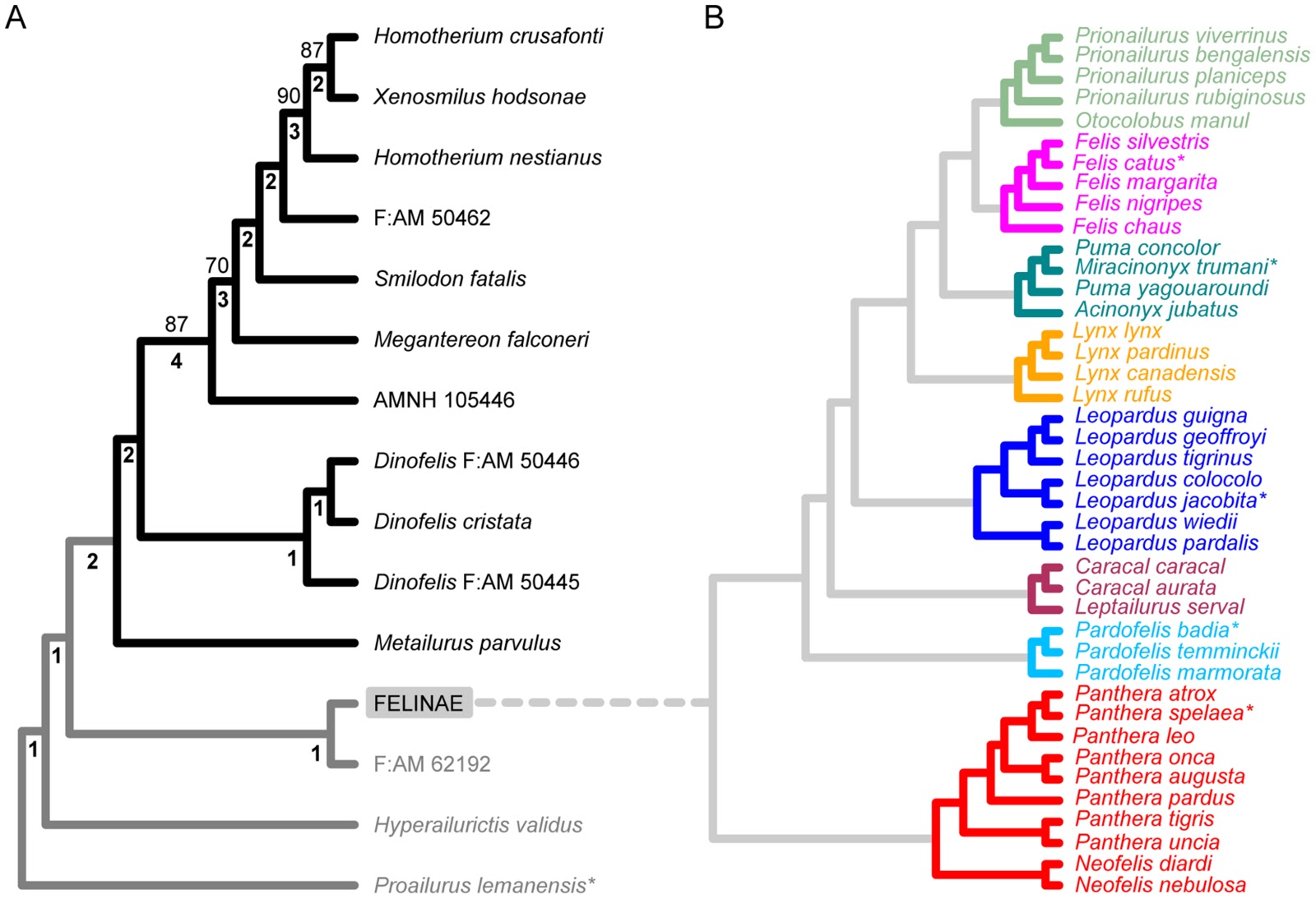 Cat skull shape evolution across phylogeny and through time