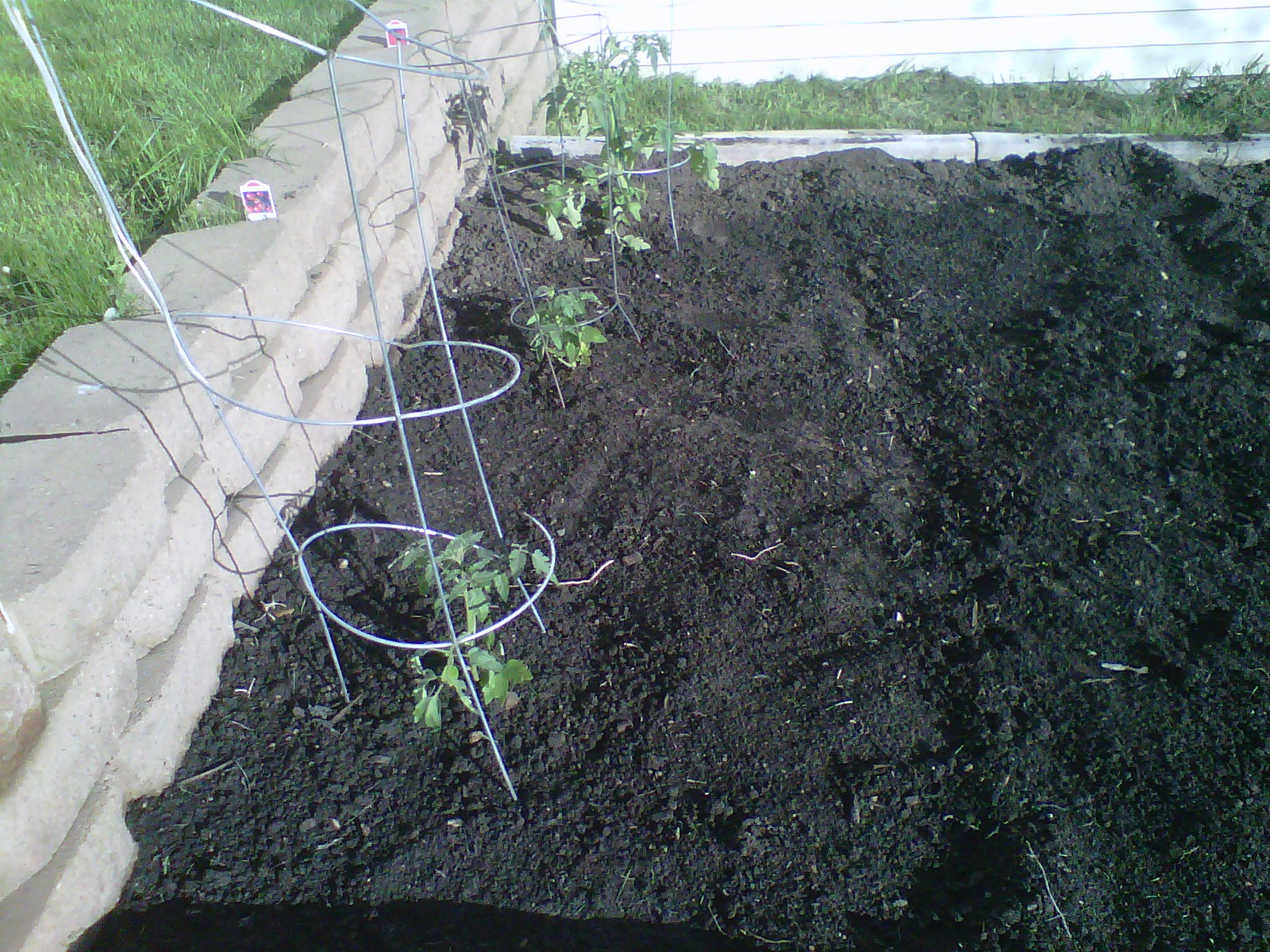 Angie's Phallic Vegetable Garden