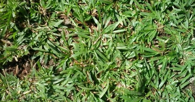 Rumput Lamuran, Rumput Embun, Rumput Gajah, Rumput Lapangan ~ Arya ...