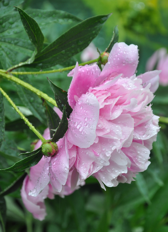 Three Dogs in a Garden: June 2017