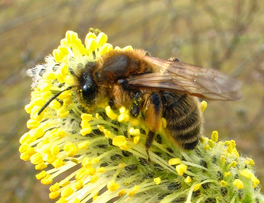 Species of UK: Week 54: Miner Bees (‘Andrena’)