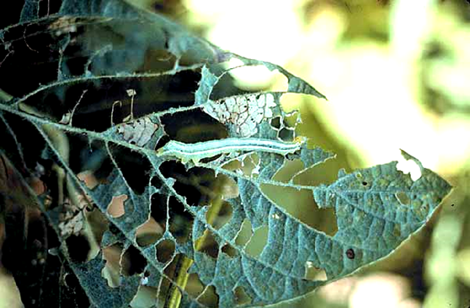 Plagas en Soja: Isoca medidora Rachiplusia nu