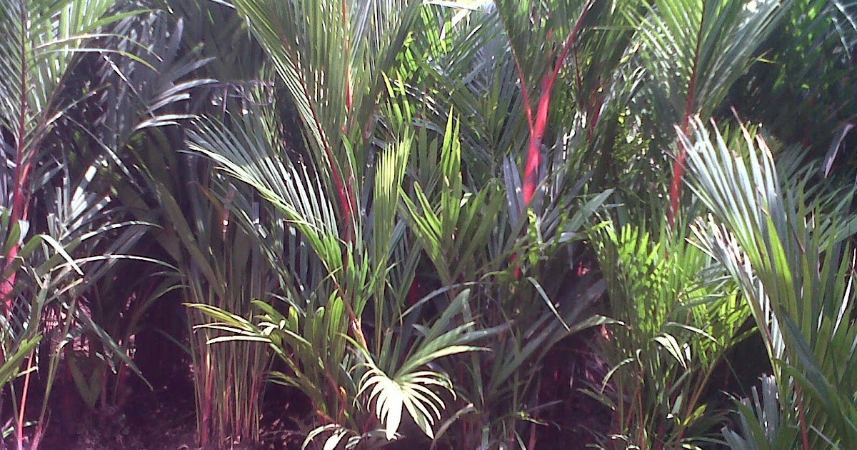 Jual Pohon Palem Merah | Budidaya Palem | Makmur Taman Jual Pohon Palem Merah | Budidaya Palem | Makmur Taman