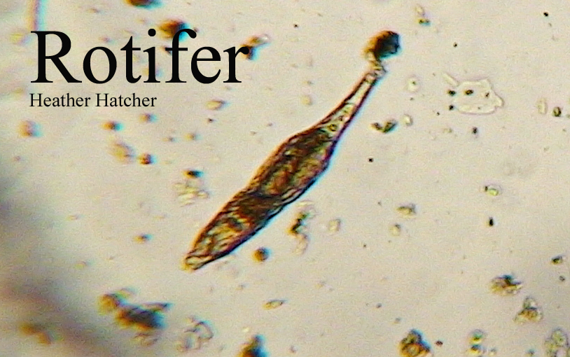 Heather's Botany 111 Blog