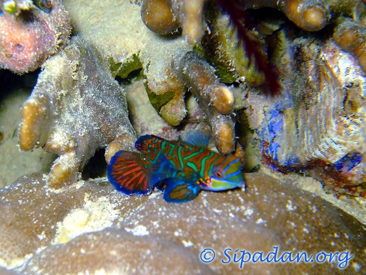 fish share: KECANTIKAN IKAN HIAS MANDARIN FISH 1