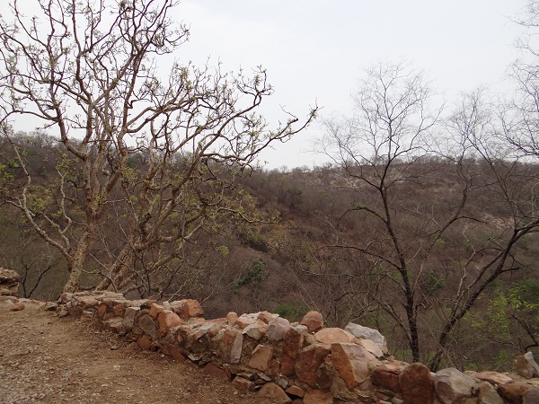 View India from My Clicks: The Latest Photos of Sariska National Park ...