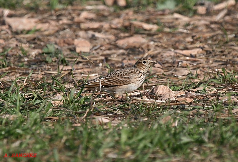 Aves de Aragón : Alondra común