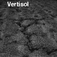 Betsy's Environmental Science Blog: The Twelve Soil Orders