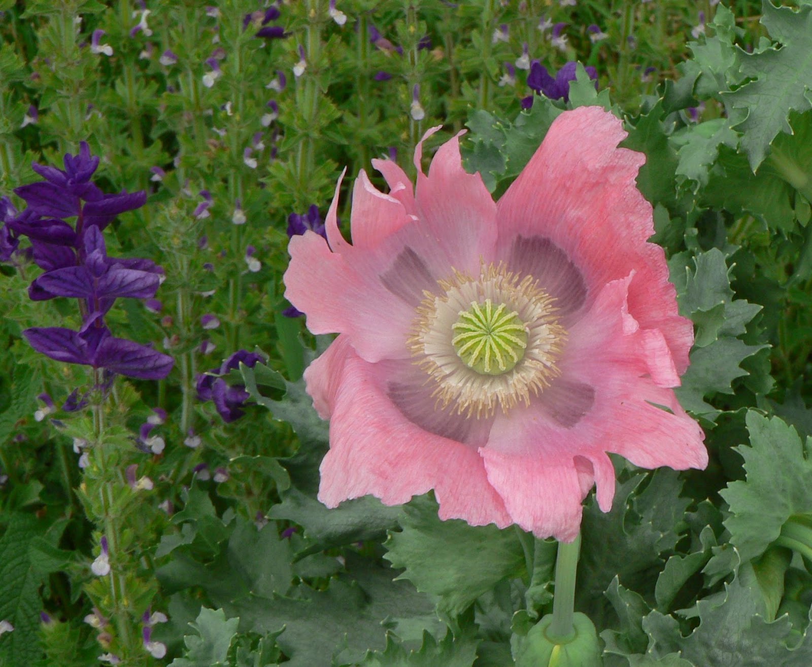 Visit My Garden: Annual Poppies