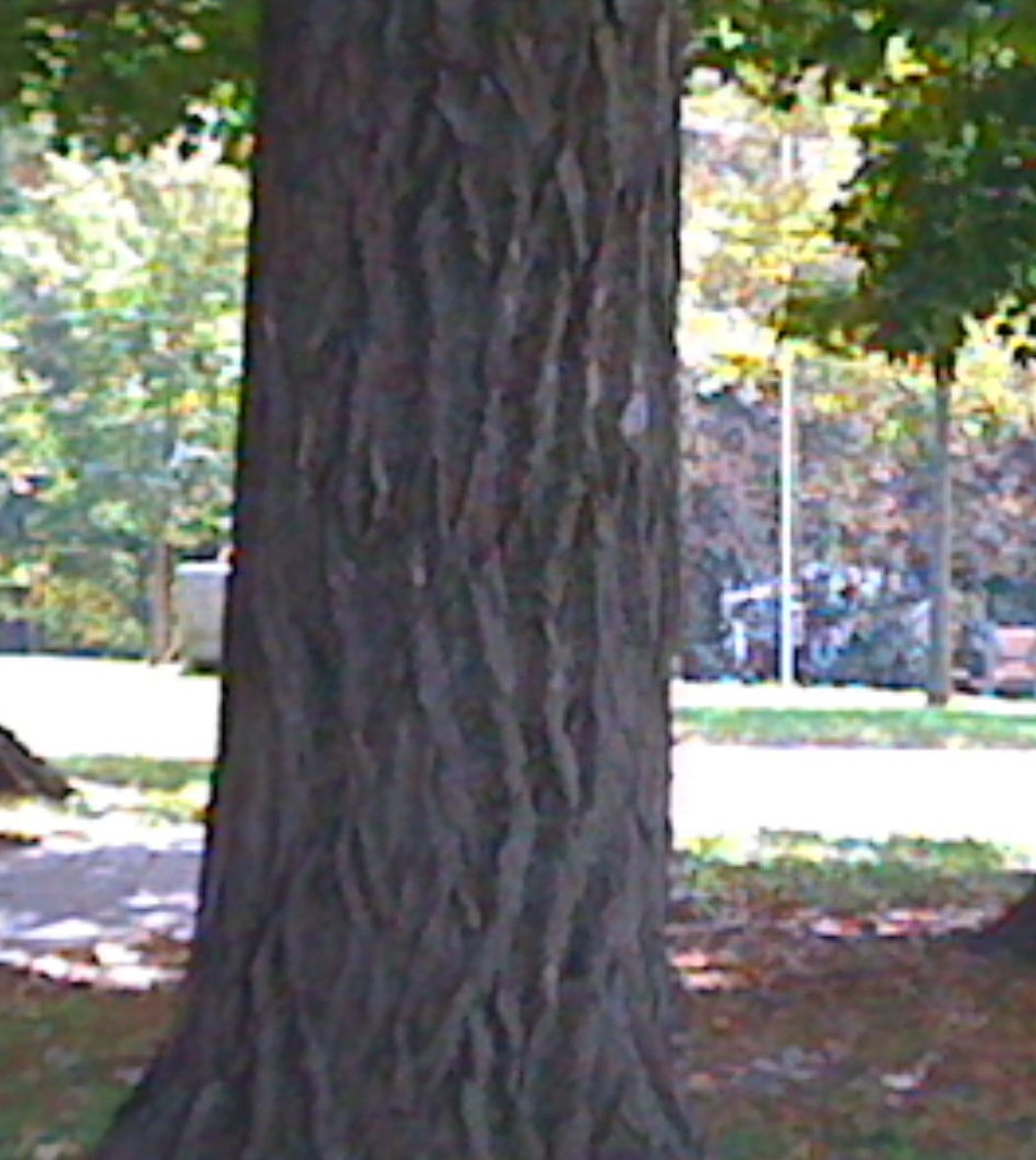 A Word's Worth: ABOUT GINKGO TREES…