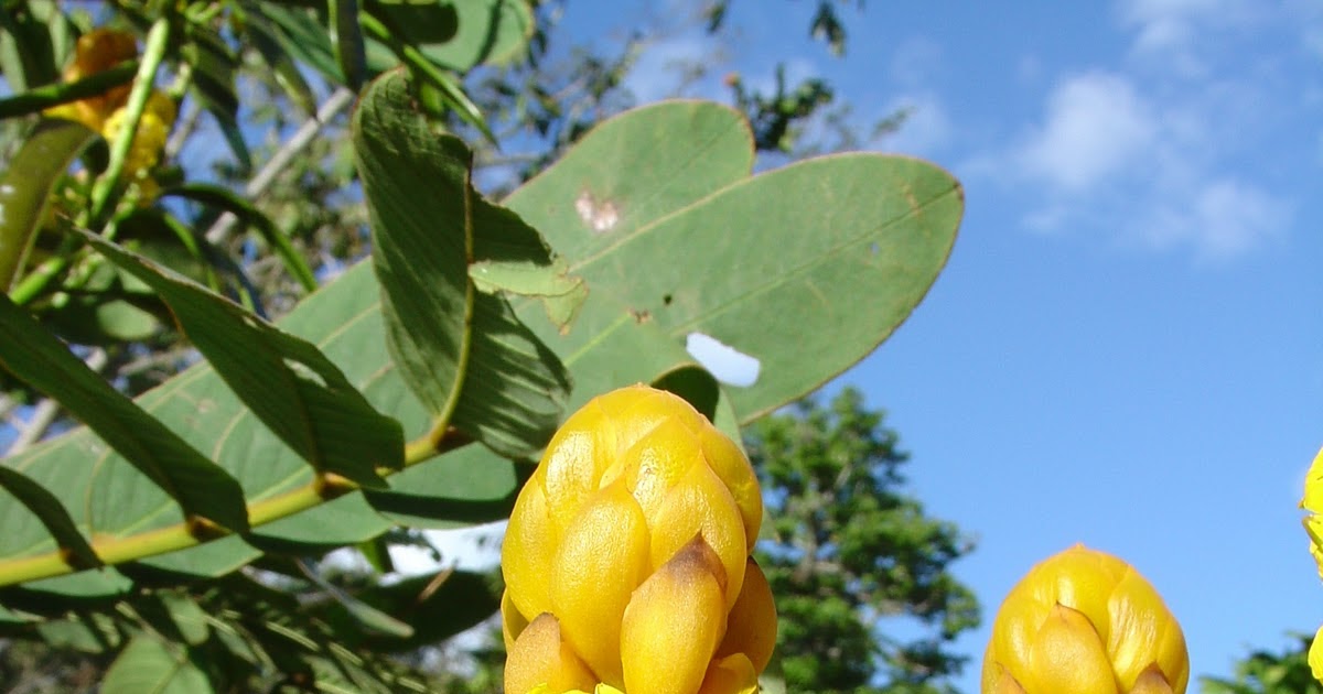 Medicinal Plants at Pura Vida Spa & Yoga Retreat: Senna (Saragundi)