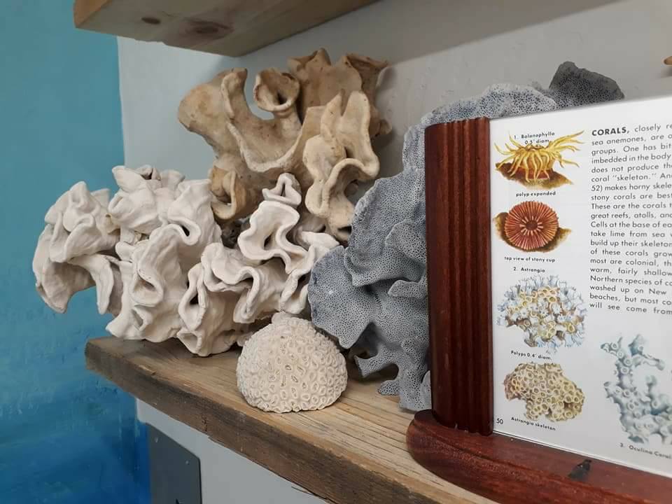 SeaShell Museum: January 2018