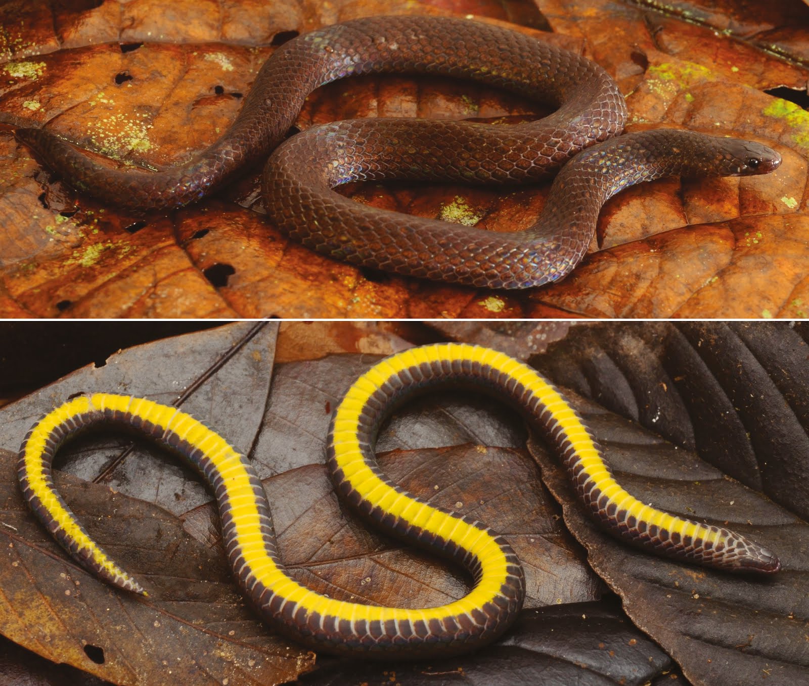 Species New to Science: [Herpetology • 2020] Macrocalamus emas ...